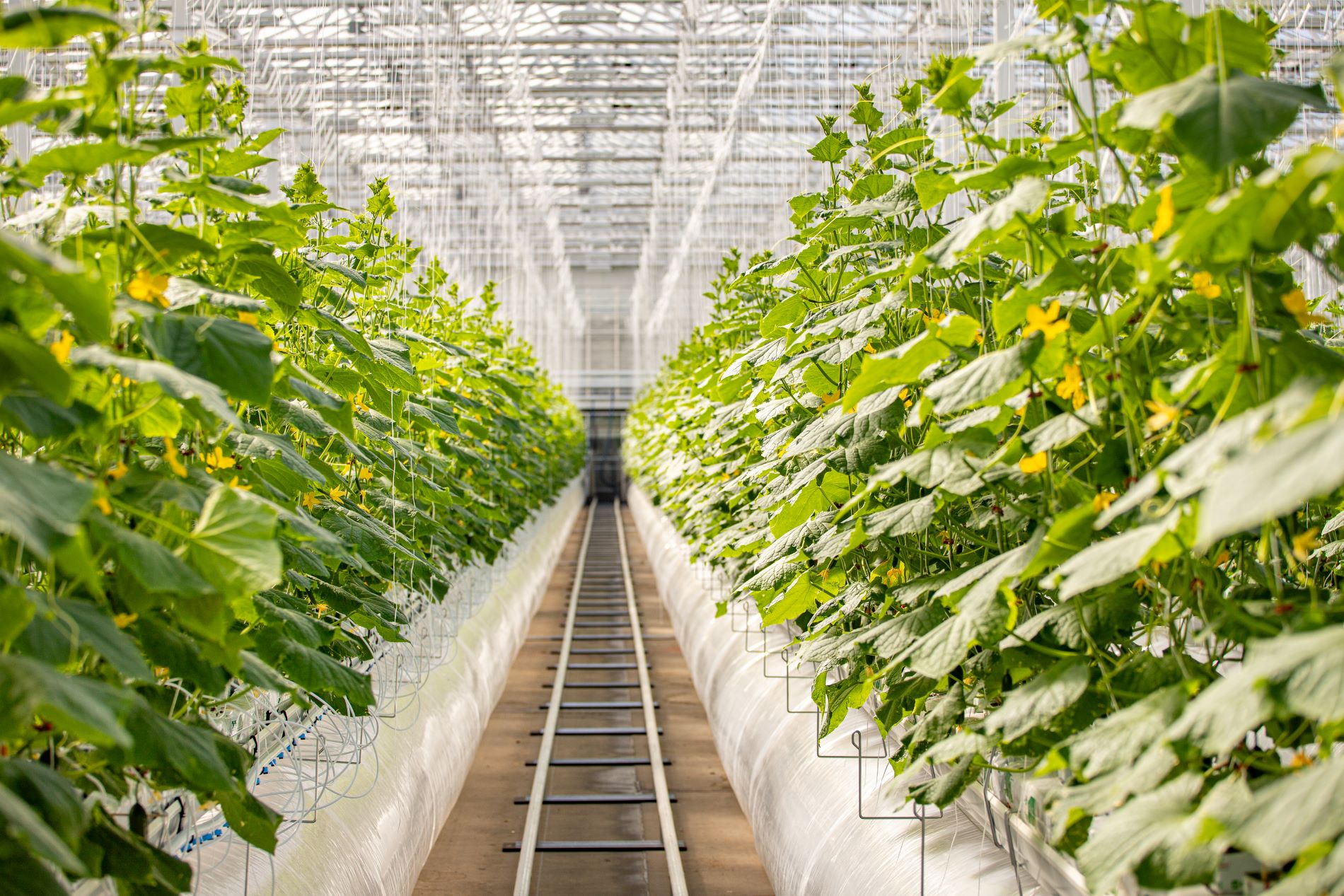 From rooftop greenhouse to store in an hour: Walmart Canada and Lufa ...